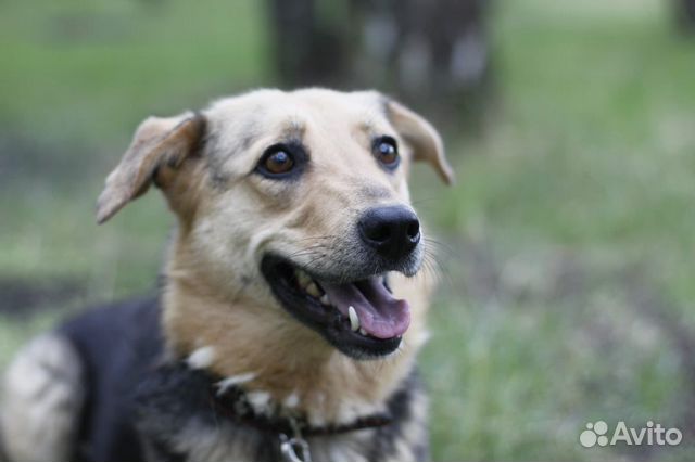 Помогите Шелли из приюта