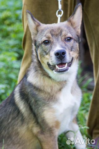 Щенок Лис в добрые руки