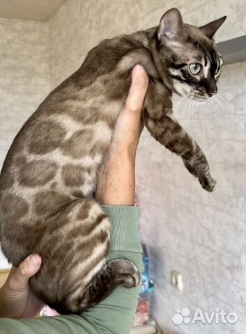 Бенгальская кошка