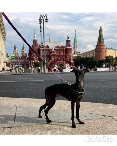 Мальчики левретки шоу класс