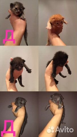 Котята в добрые руки