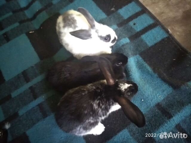 Кролики собсвенного разведения