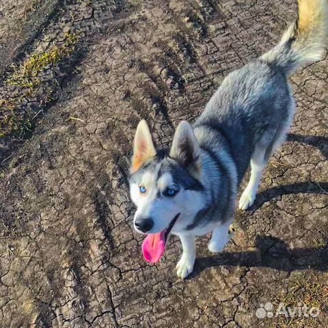 Сибирский хаски