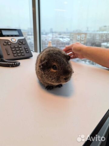 Морская свинка с клеткой бесплатно