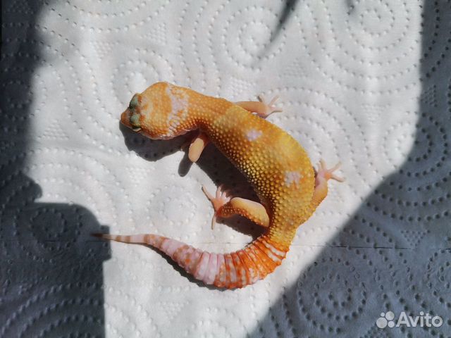 Опт эублефары малышня