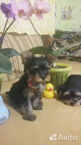 В хорошие руки,наши любимые малыши