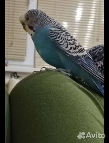 Волнистый попугай ручной