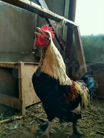 Продам петуха фавероль возраст 8 и14 месяцев