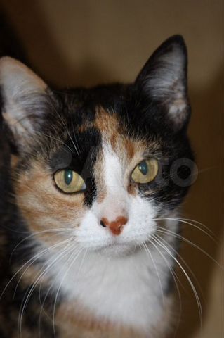 Ооооооочень ласковая черепашка, 3 года