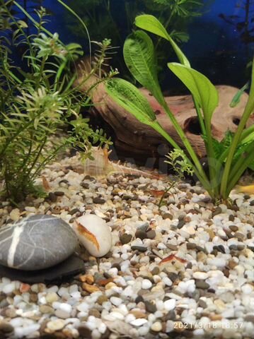 Аквариумные креветки оранж