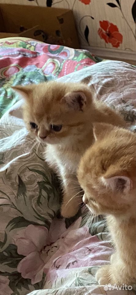 Экзотические котята