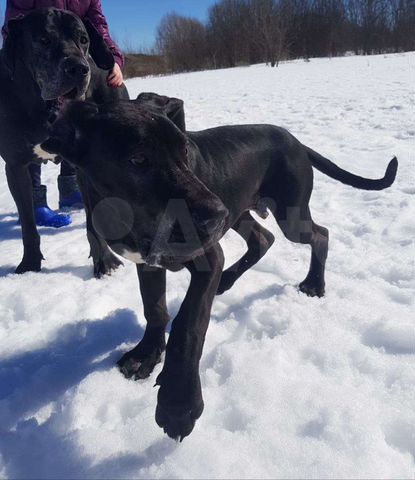 Немецкий дог