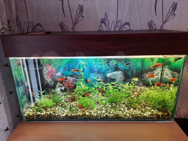 Аквариум