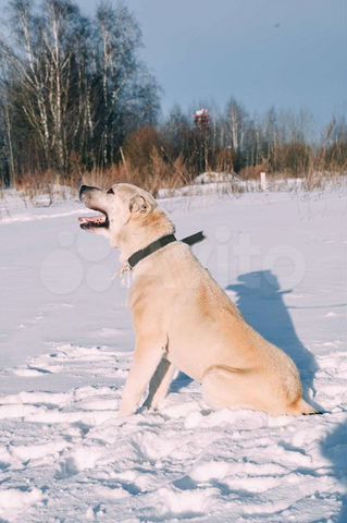 Алабай в добрые руки