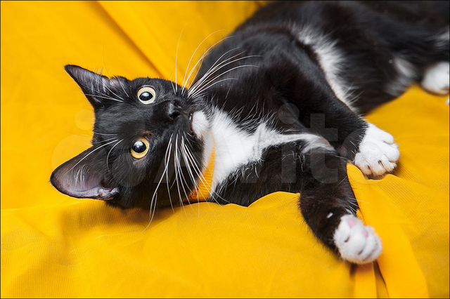 Красавица Анабель -изящная черная кошка 10 м.в дар