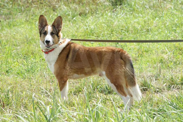 Красавец Джим, крупный яркий метис овчарки в дар