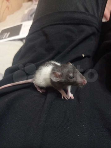 Малыши крысята