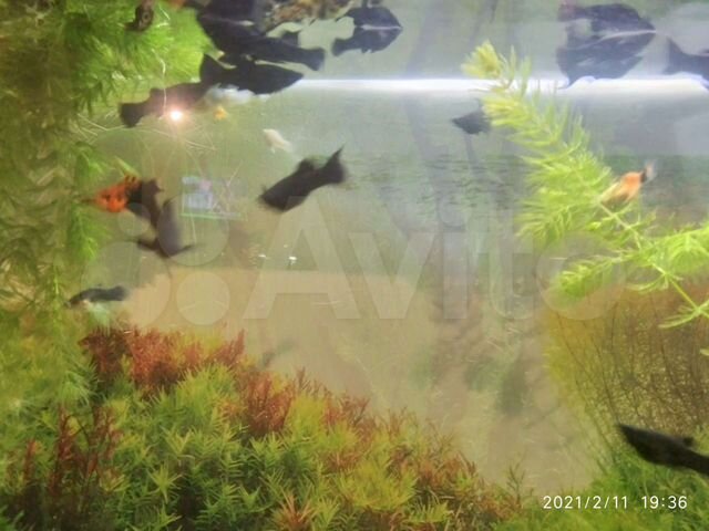 Рыба молинезия