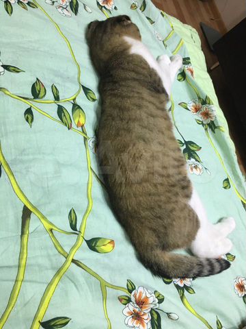 Кот