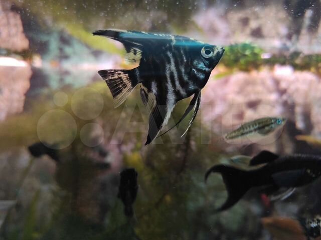 Скалярия Мраморная