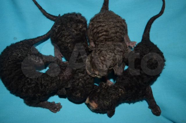 Корниш рекс котята к резервированию