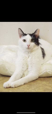 Стерилизованная умная кошка ищет дом