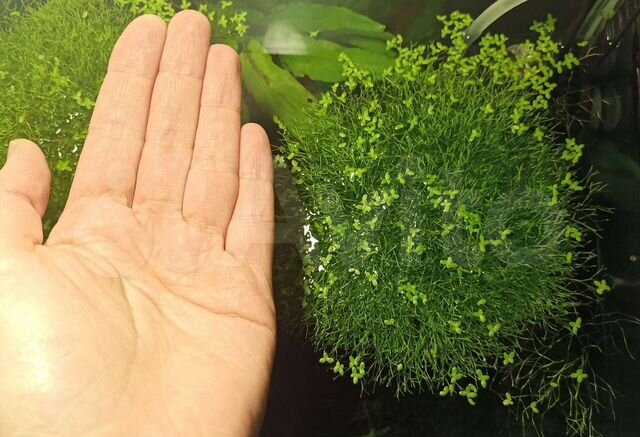 Риччия кочка размером с ладонь