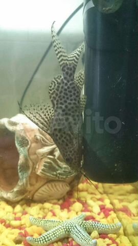 Синодонтис