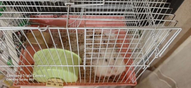 Сирийский хомяк с клеткой бесплатно