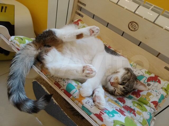 Мила, добрейшая трёхцветочка, 1,5 годика