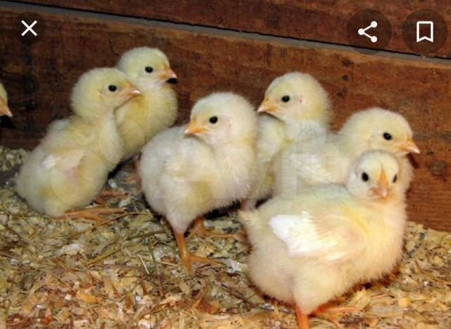 Цыпленок петушки Браун ник