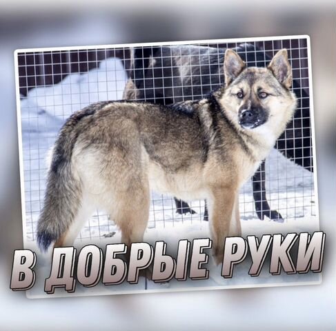 Луна в помсках своего человека