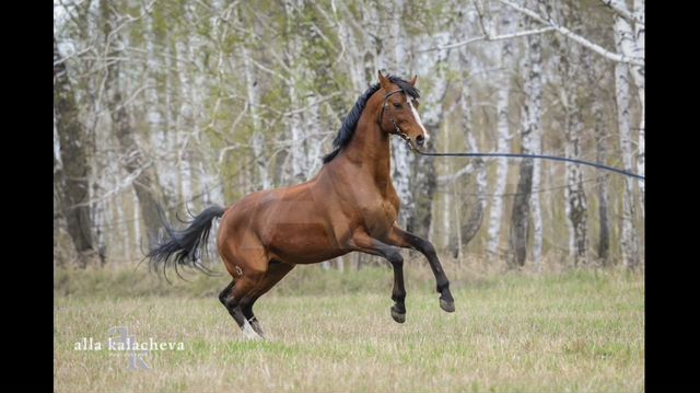 Приглашаем на случку