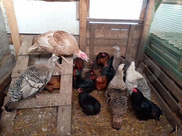 Индюшата, гусята, цыплята Араукана