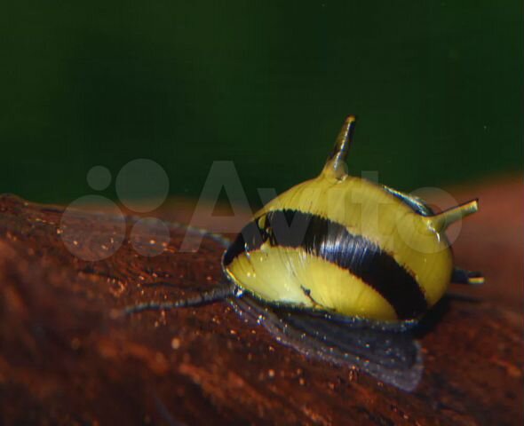 Улитка неретина билайн