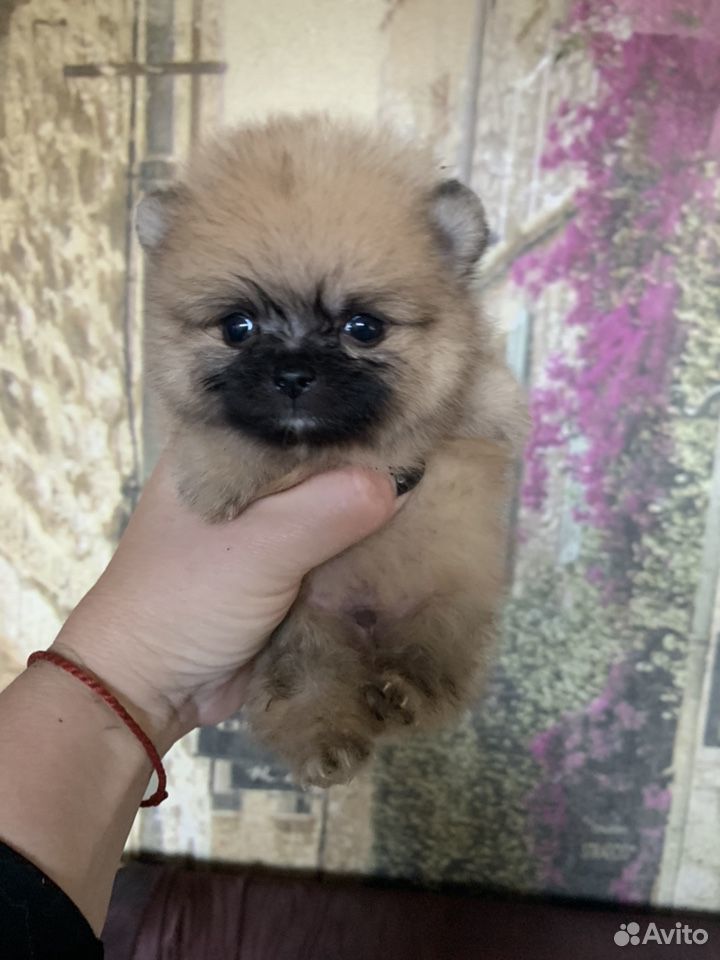 Супермаленькие из шпицов