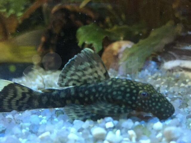 Анциструс обыкновенный