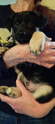 Щенок в добрые руки