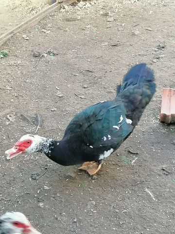 Селезень индоутки и утки