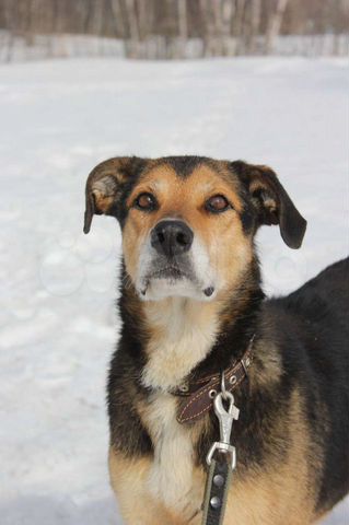 Мудрая Стелла в добрые руки