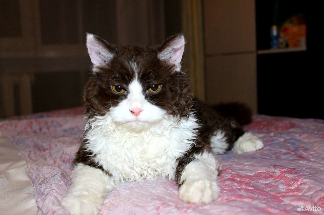 Селкирк-рекс