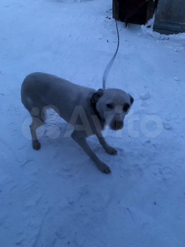 Собака-Гретта ищет новый дом