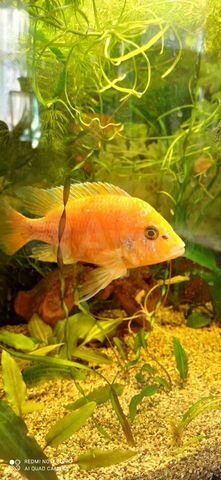 Цихлида. Аулунокара орхидея