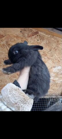 Продам крольчат от 1 месяца. Чистых колифорнийцев