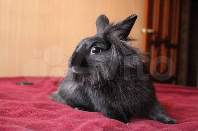 Декоративный кролик Соня. Ищем семью и дом