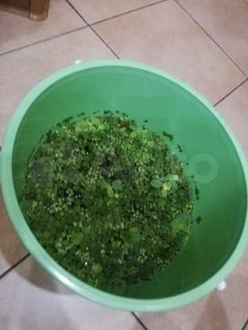 Сальвиния, пистия, ряска