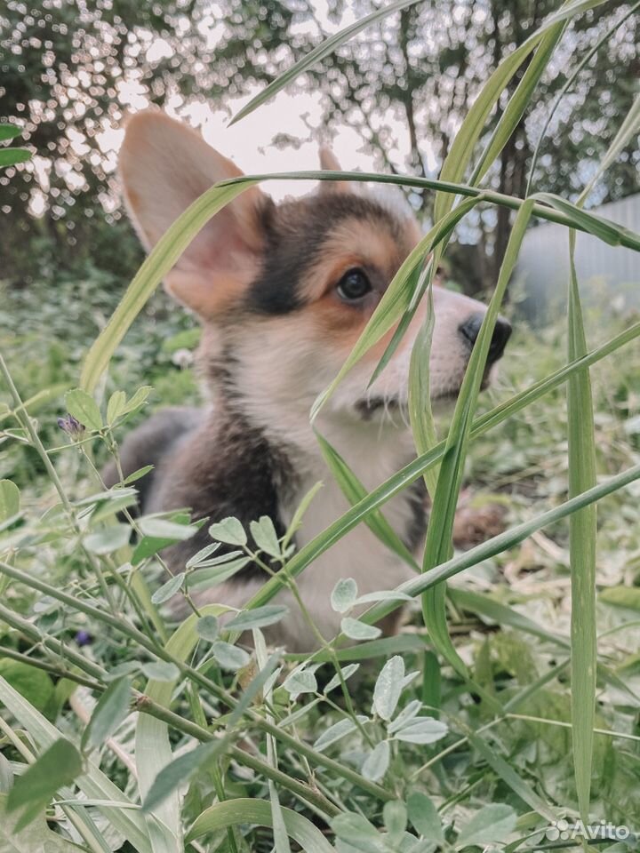 Малыш корги