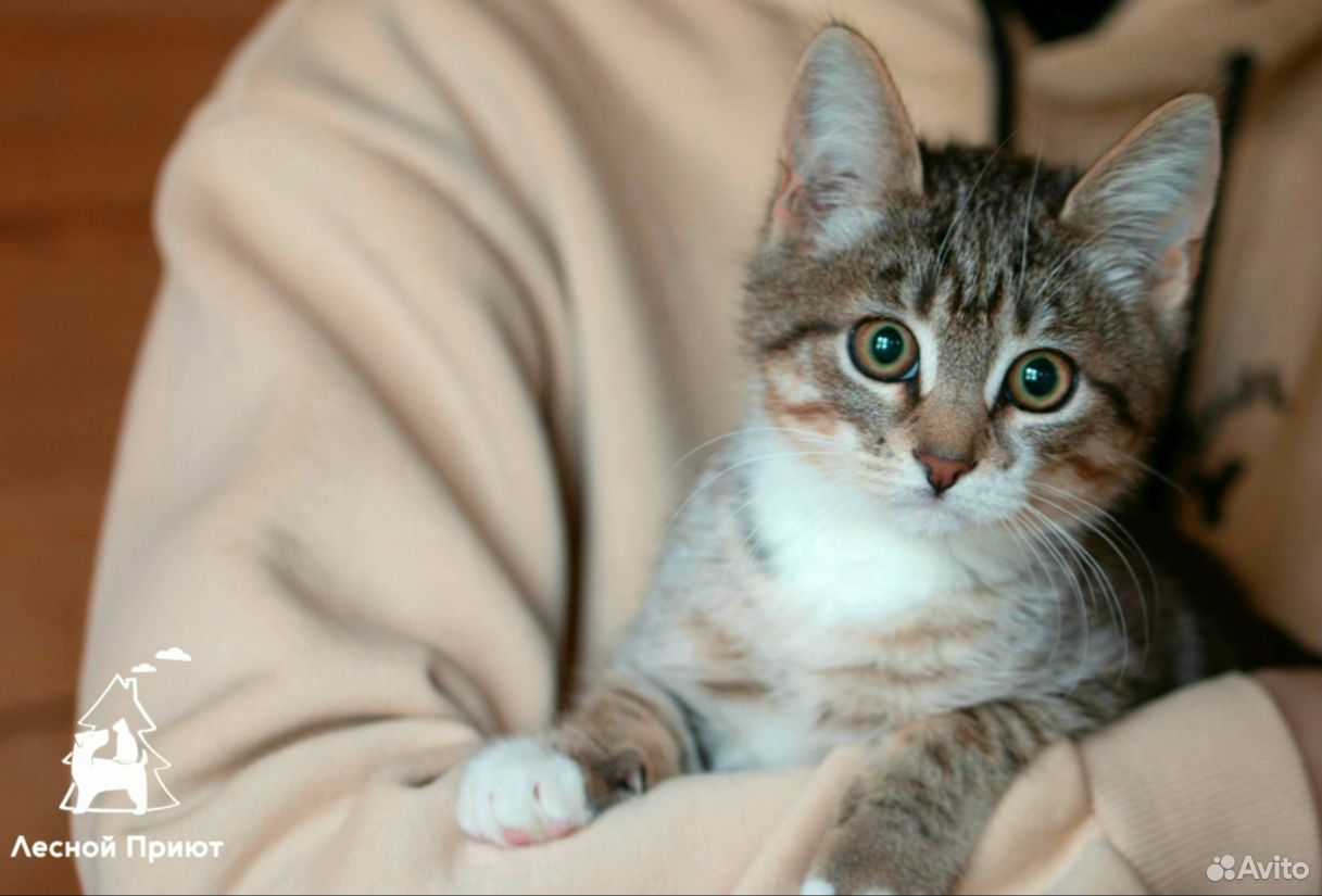 Мальчик-красавчик Кутафыч ждёт семью