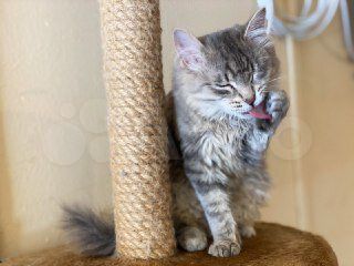 Вы знакомы с Тишей Он найдет ключ к вашему сердцу