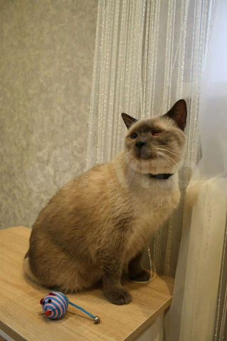 Берти ищет дом